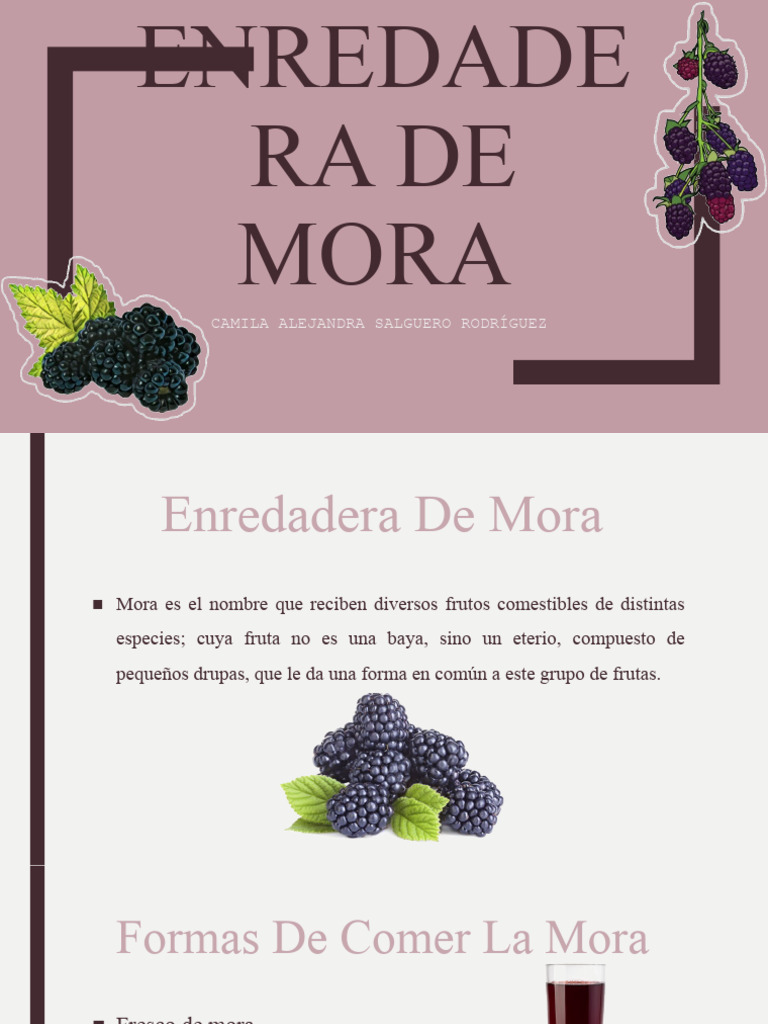 Enredadera de Mora | PDF