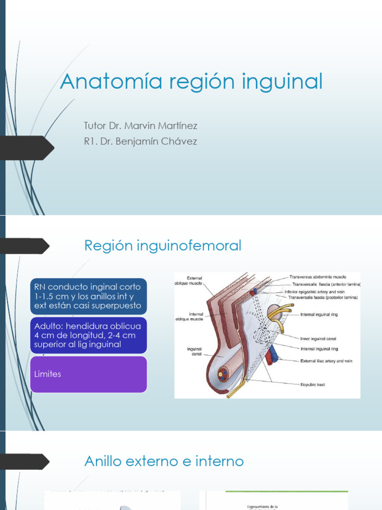 Anatomía de la Región Inguinal | PDF | Abdomen | Sistema musculoesquelético