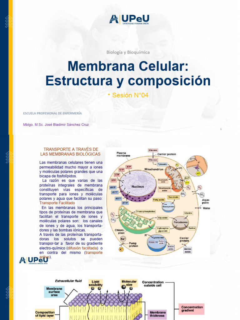 Sesión 04 - Membrana Celular - Estructura y Composición | PDF | Canal ...