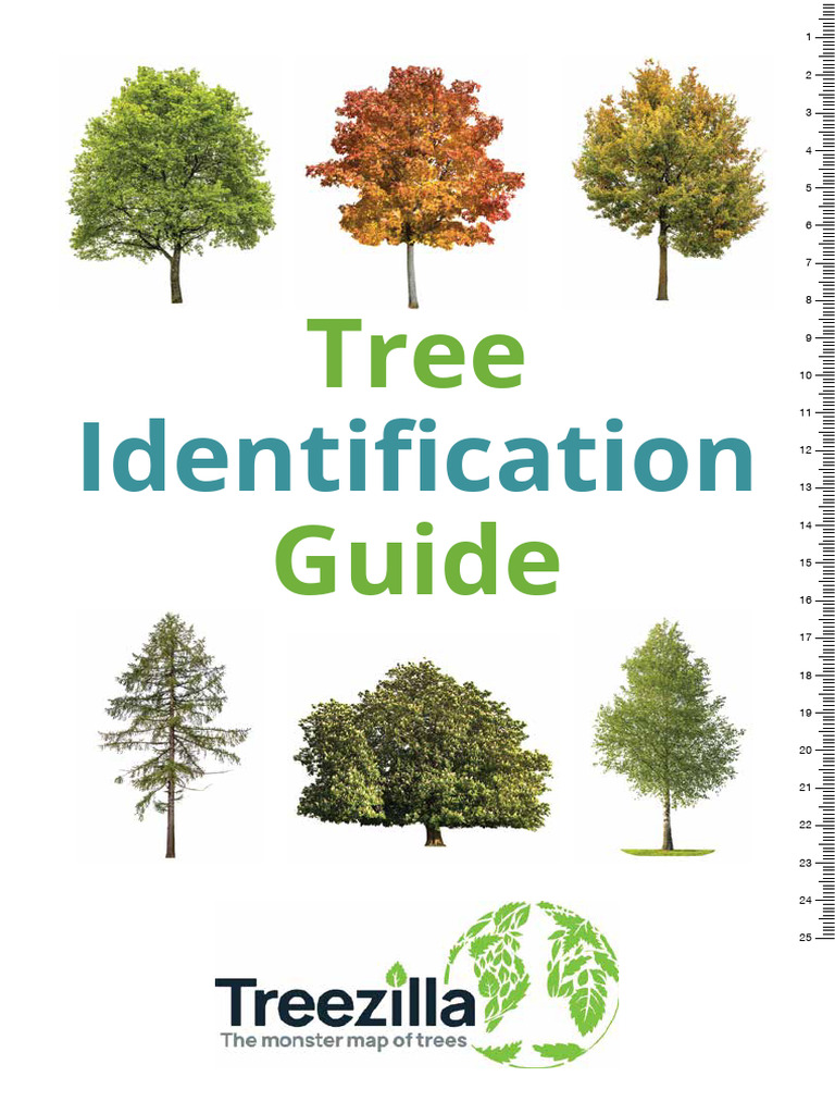 Tree ID Guide | PDF | Trees | Pear