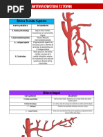 Arterias Faríngea y Occipital | PDF | Artería | Sistema cardiovascular