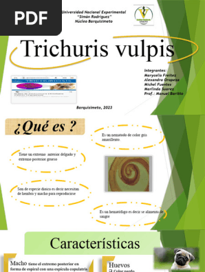 Ciclo De Vida De Trichuris Vulpis
