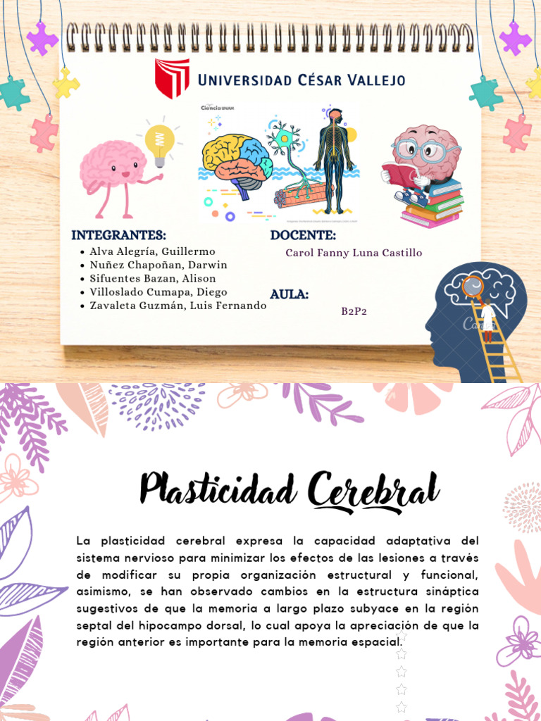 Organizador Visual - Plasticidad Cerebral - Neuropsicologia | PDF | Relaciones personales ...