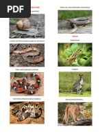 10 Animales Que Nadan | PDF