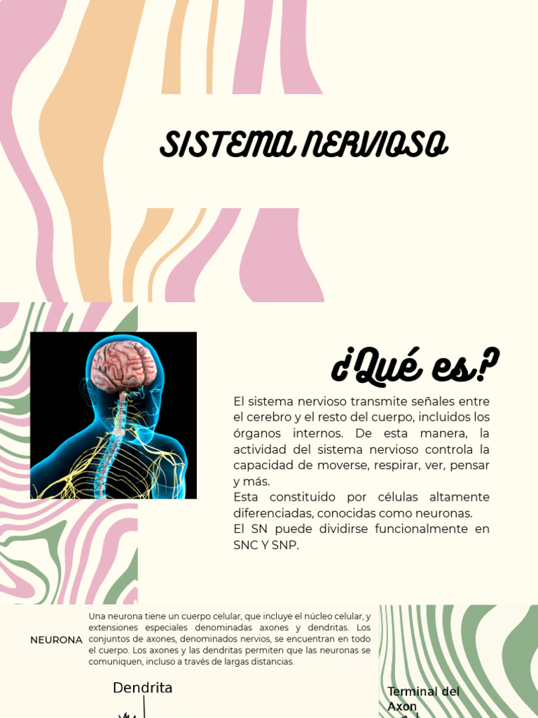 Sistema Nervioso | PDF | Sistema nervioso | Cerebro