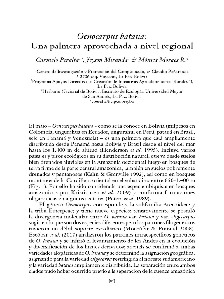 231 - Oenocarpus Bataua Una Palmera Aprovechada A Nivel Regional | PDF ...