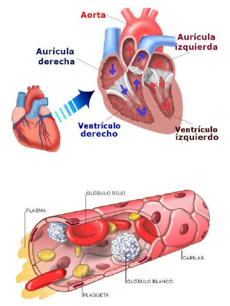 Corazon, Vena, Sangre | PDF
