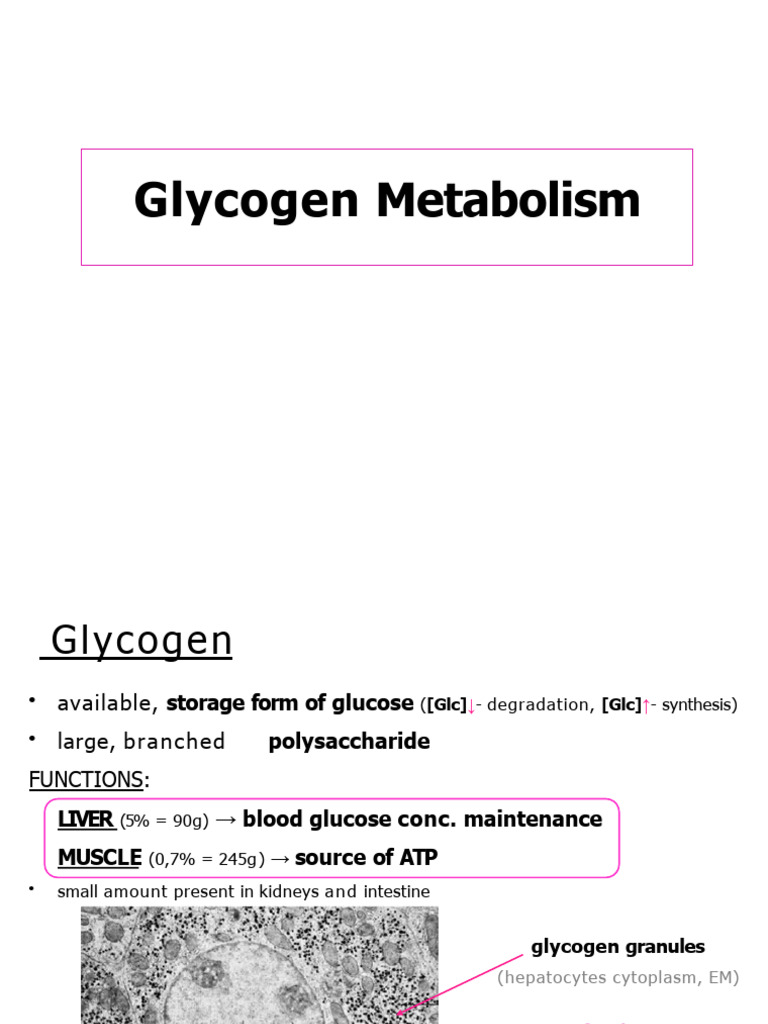 Glycogen Metabolism. | PDF | Glycogen | Glucose
