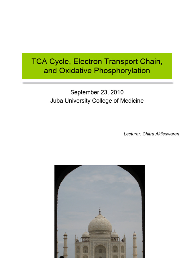 TCA Cycle, ETC, and Oxidative Phosphorylation | PDF | Citric Acid Cycle | Chemistry