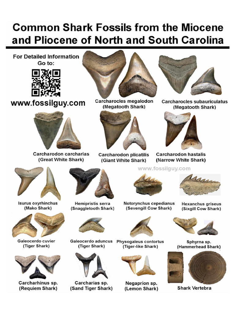 Fossil Identification Miocene Pliocene NC | PDF