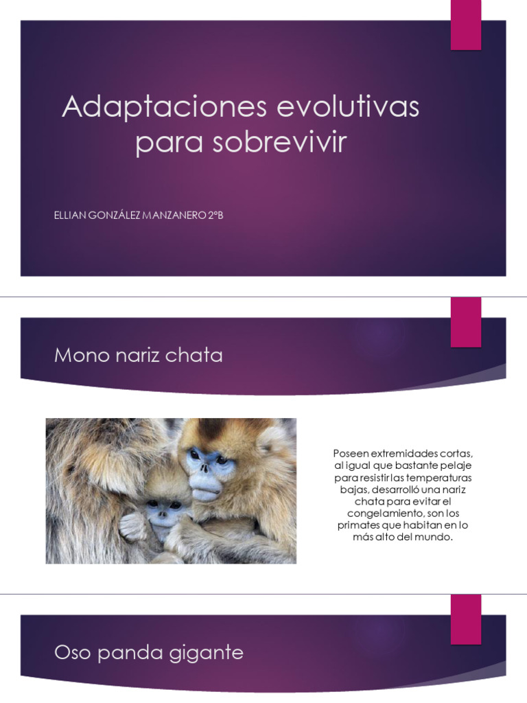 ADA 2. Adaptaciones en Los Animales Del Himalaya | PDF | Osos