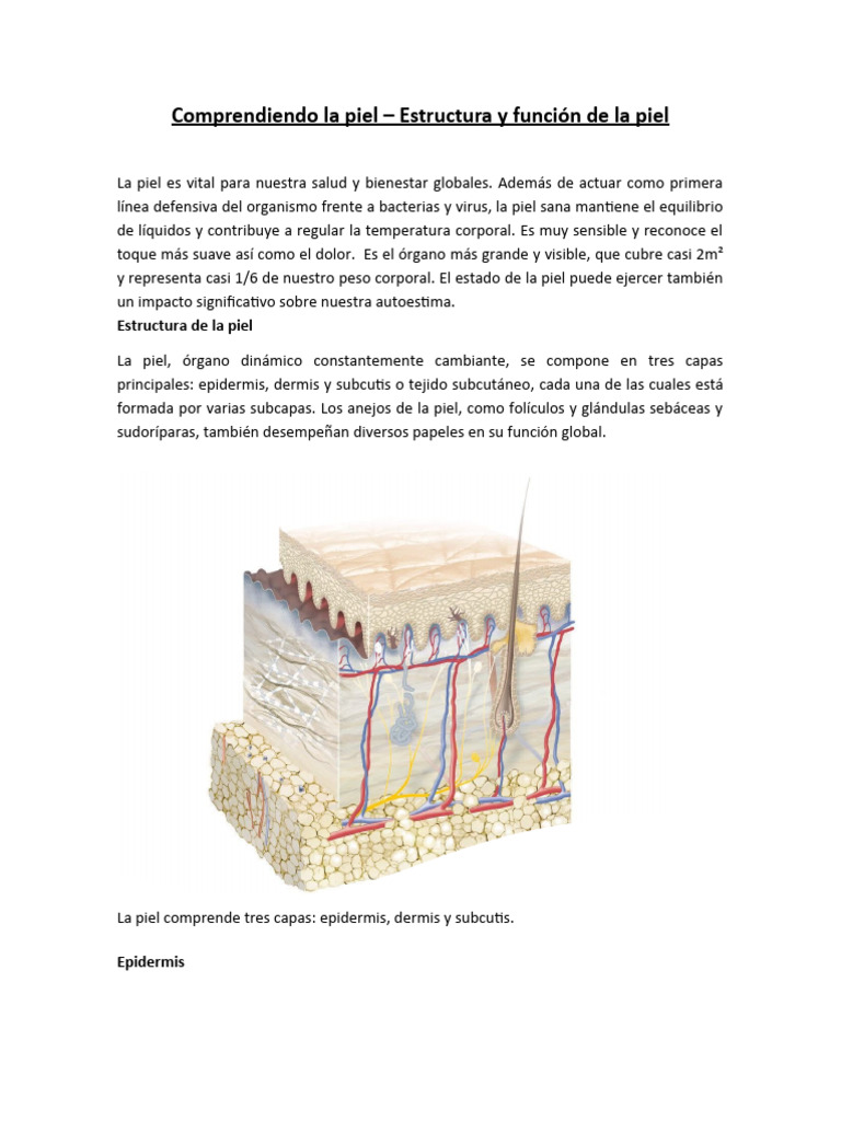 Comprendiendo La Piel - Estructura y Función de La Piel | PDF | Piel | Epidermis