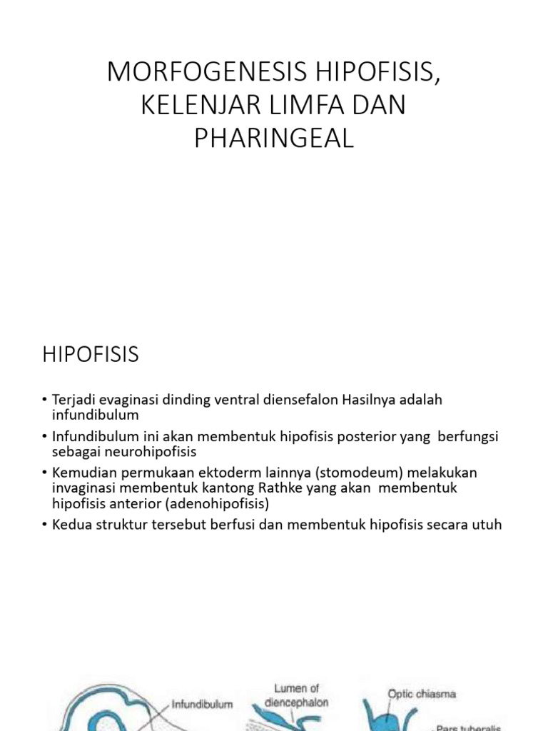 Pertemuan 7. MORFOGENESIS HIPOFISIS, Paringeal Dan Limpa | PDF