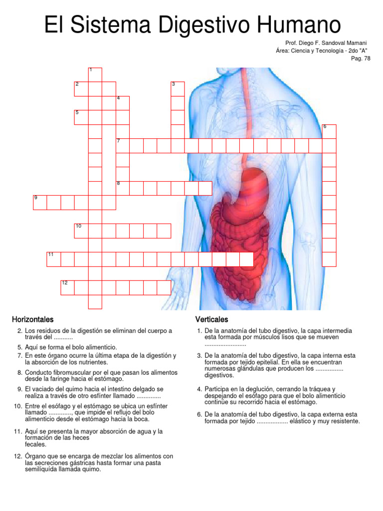 Crucigrama del Sistema Digestivo | PDF | Sistema digestivo humano ...