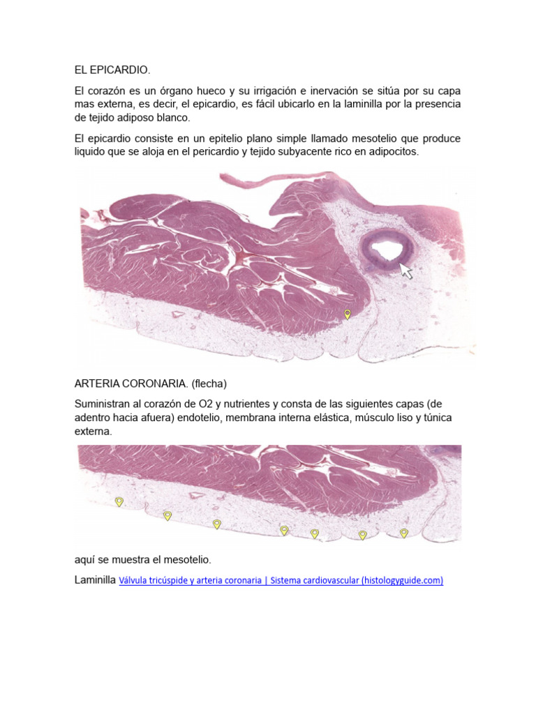 Epicardio: Estructura y Función | PDF | Viajes y turismo | Ciencia y ...