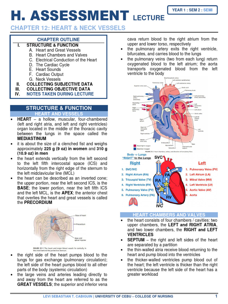 H A Chapter 12 Heart Neck Vessels Pdf Heart Valve Heart