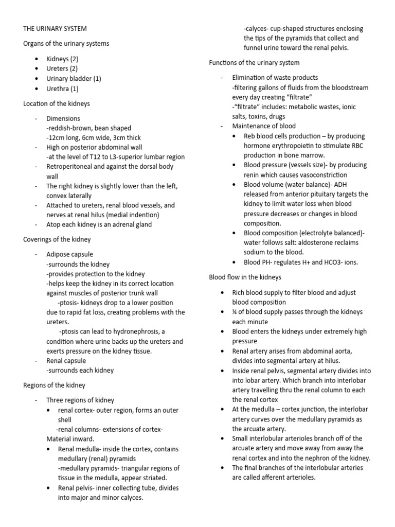 Urinary and Reproductive System | PDF | Kidney | Angiotensin