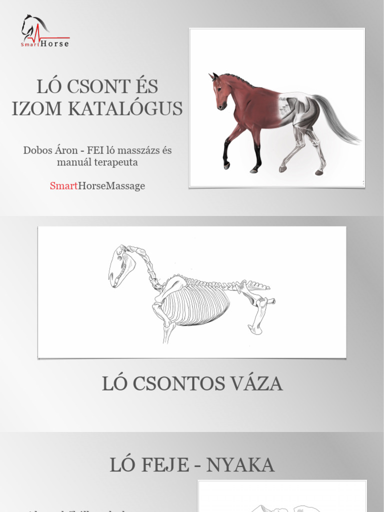 SmartHorseMassage Izom Katalógus | PDF