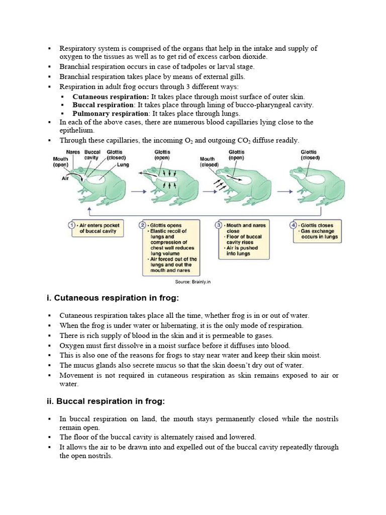 Respiration in Frog | PDF | Respiratory System | Lung