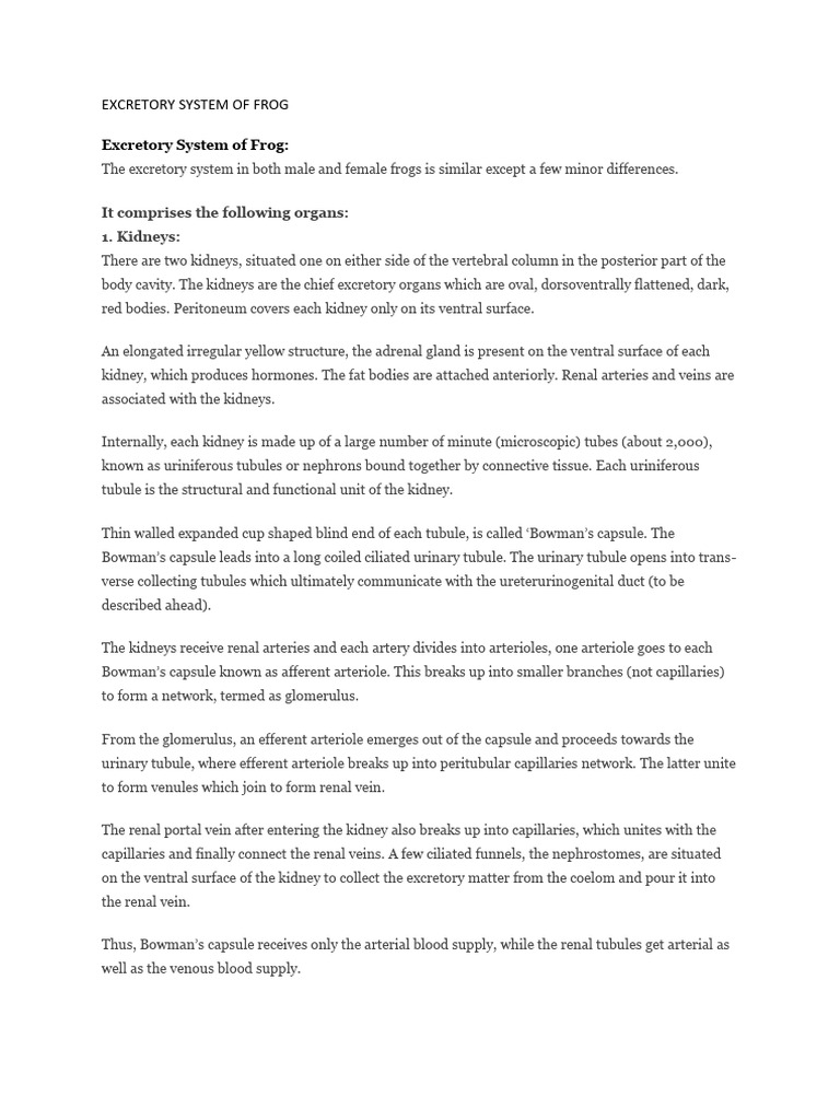 Excretory System of Frog | Download Free PDF | Kidney | Urinary System