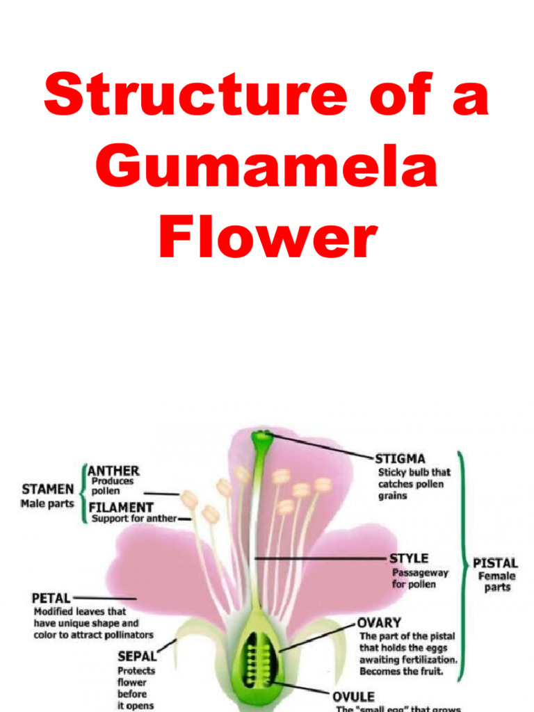 Gumamela Flower | PDF
