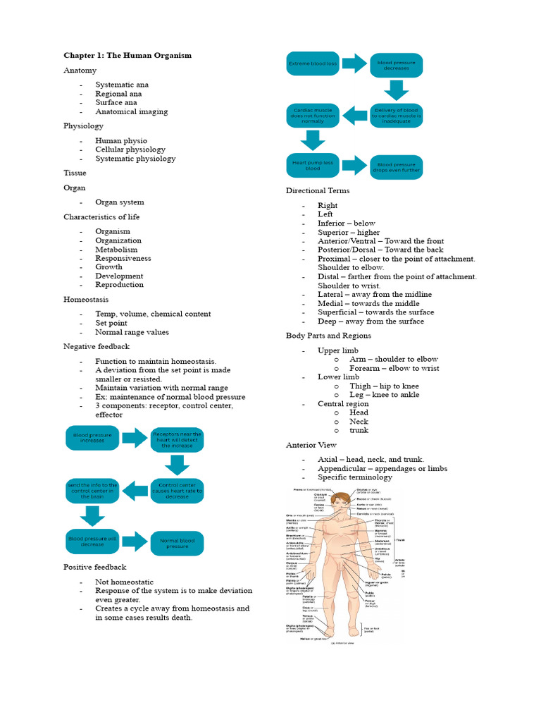 ANAPHY Chapter 1 2 | PDF | Anatomical Terms Of Location | Cell (Biology)