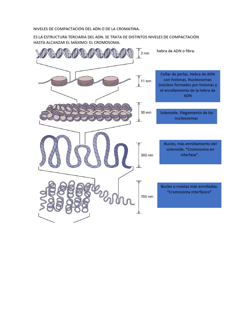 Niveles de Compactación Del ADN o de La Cromatina | PDF