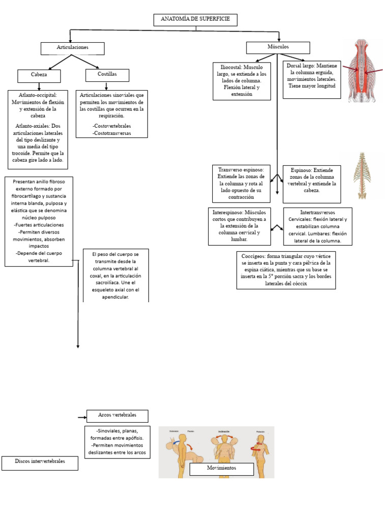 Mapa Conceptual 1 Chavez | PDF | La columna vertebral | Vértebra
