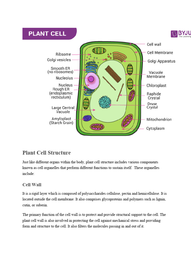 Plant Cell Structure BIOLOGY 1 2023 MOJIB | PDF