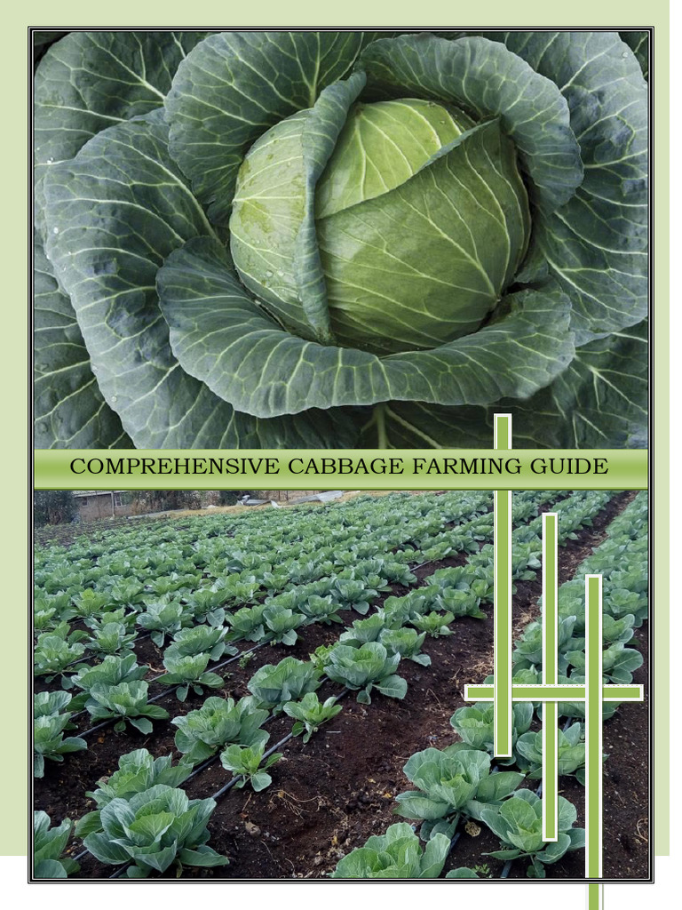 Cabbage Guide | PDF | Cabbage | Soil