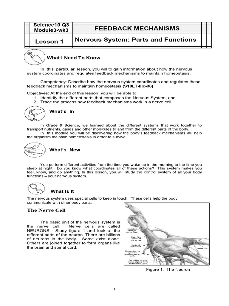 Science-10 Q3 Module-3 Week-3 | PDF | Neuron | Nervous System