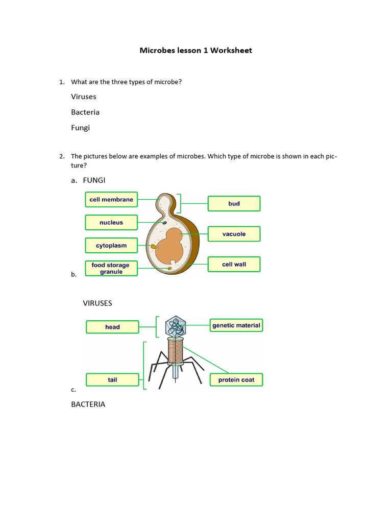 Microbes Lesson 1 Worksheet 2 | PDF | Microorganism | Virus