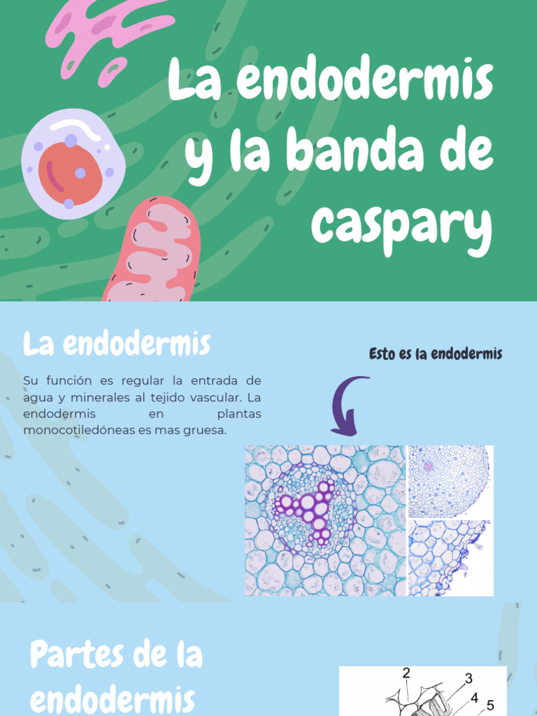 La Endodermis y La Banda de Caspary-Presentación | PDF