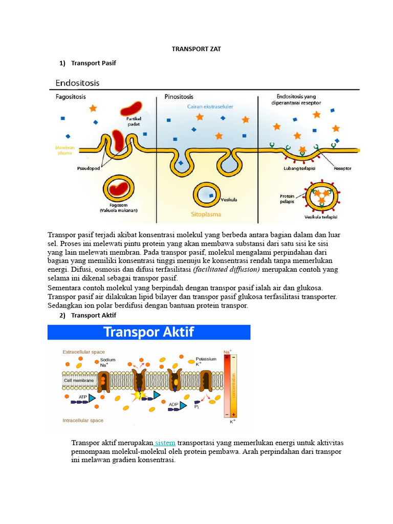 Transport Zat 1) Transport Pasif: Sistem | PDF | Nutrients | Cell Biology