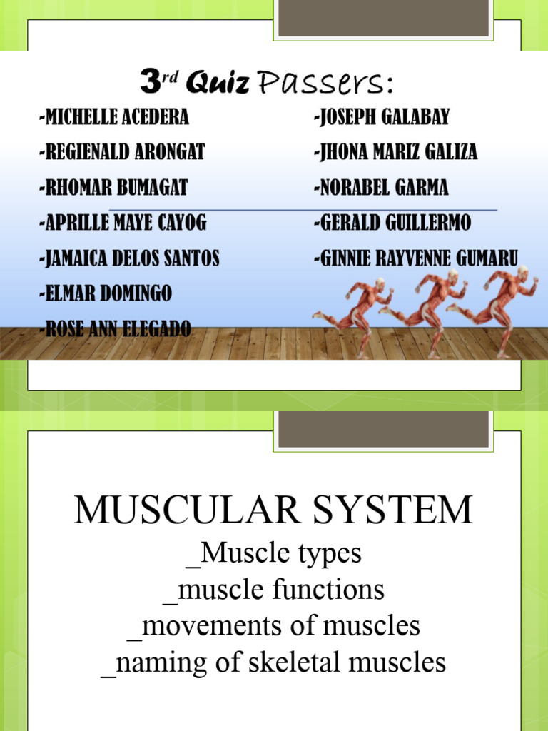 Muscular System | PDF | Human Leg | Anatomical Terms Of Motion