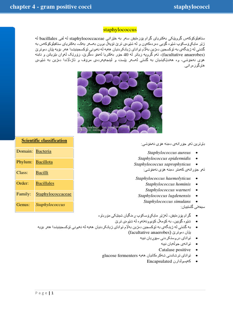 1 - Staphylococcus Spp. | PDF