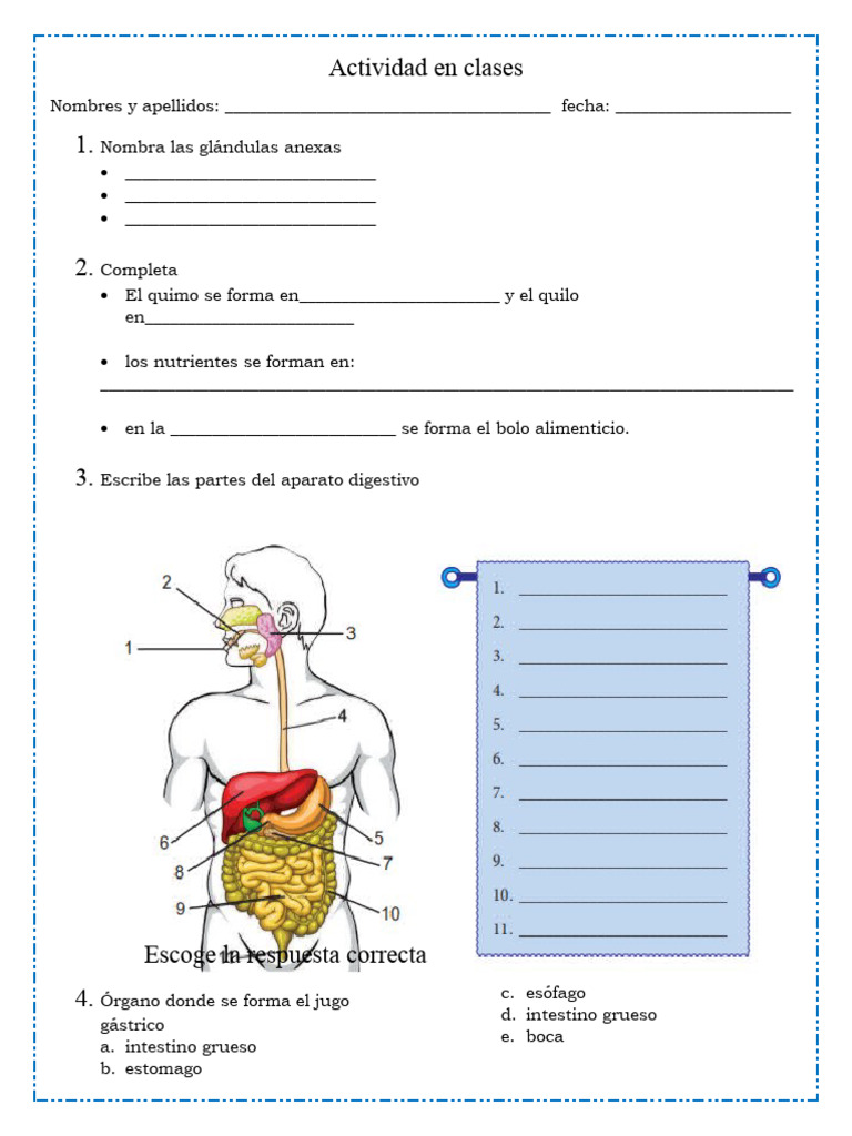 Actividad en Clases APARATO DIGESTIVO 4TO | PDF | Sistema digestivo ...