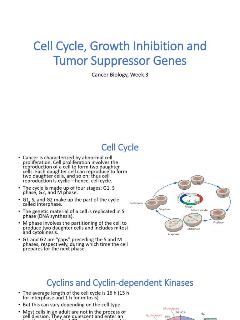 Cancer Biology | Download Free PDF | Cell Cycle | P53