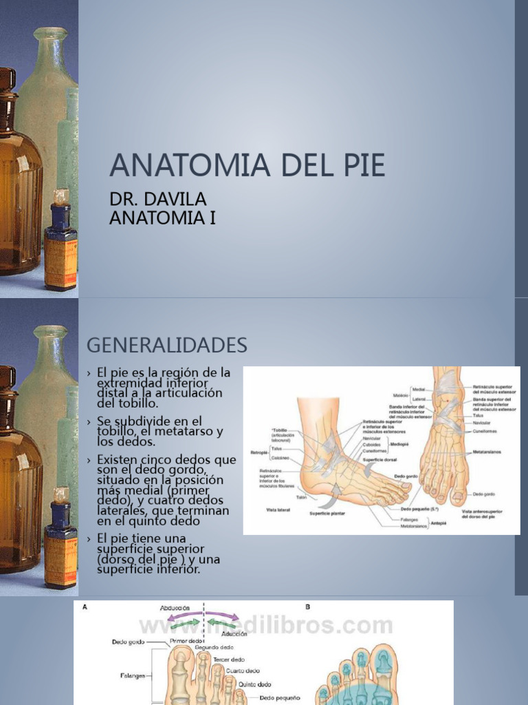 Anatomia Del Pie | PDF | Pie | Tobillo