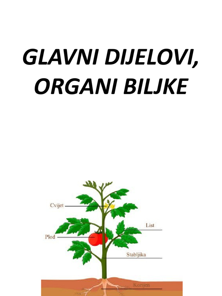 4.glavni Dijelovi, Organi Biljke | PDF