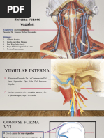 Vena Yugular Interna Externa y Anterior | PDF | Vena | Anatomía humana