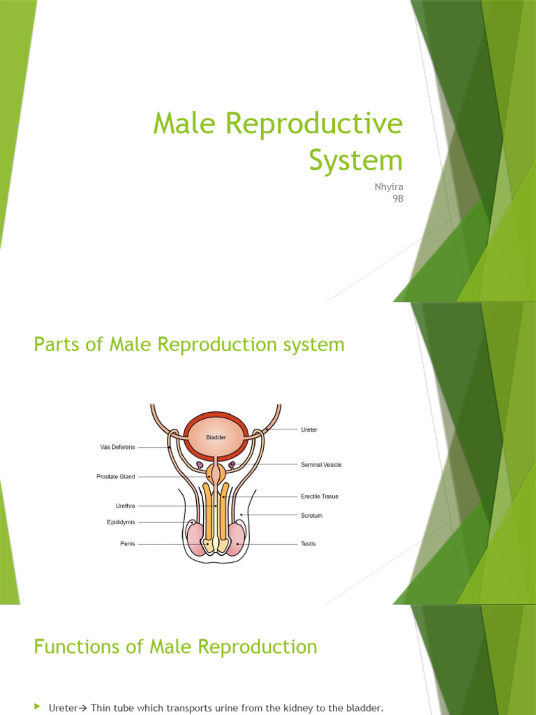 Male Reproductive System | PDF