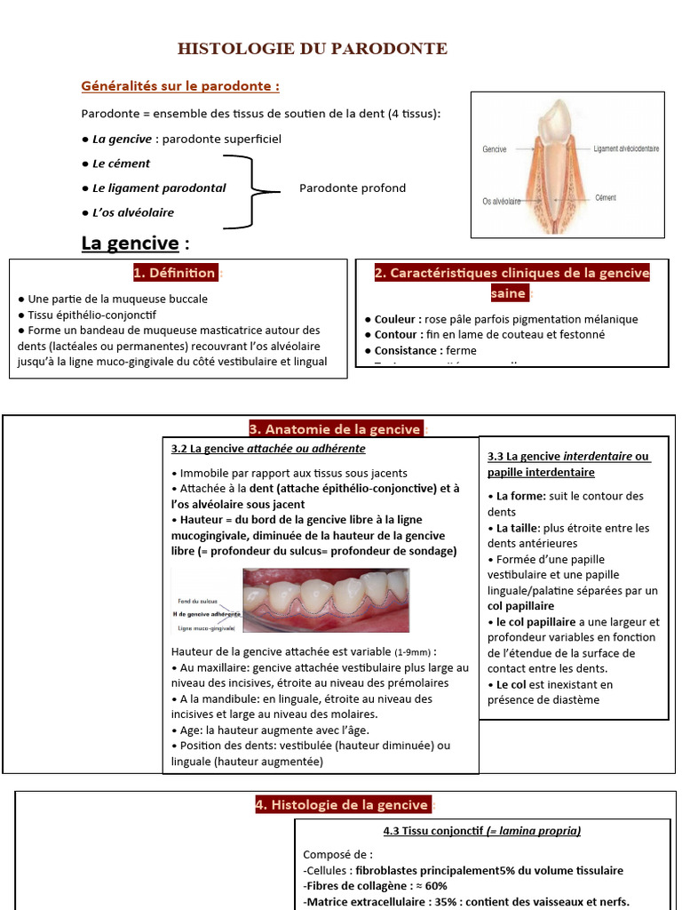 Généralités Sur Le Parodonte | PDF | Dent | Vaisseau sanguin