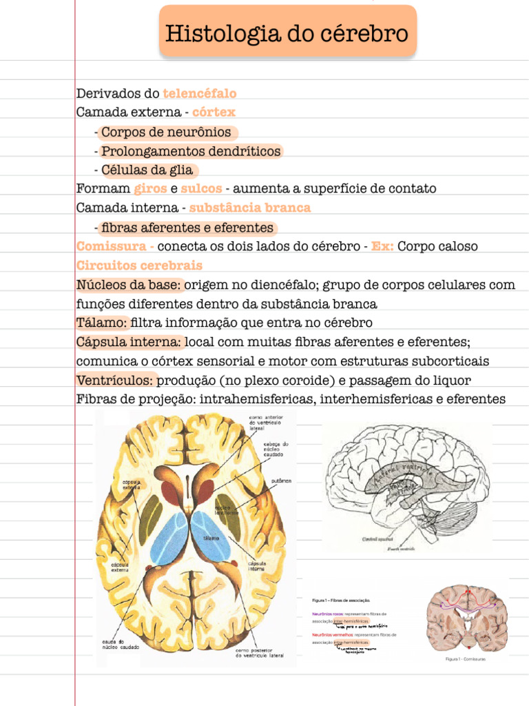 Histologia do cérebro | PDF | Córtex cerebral | Cérebro