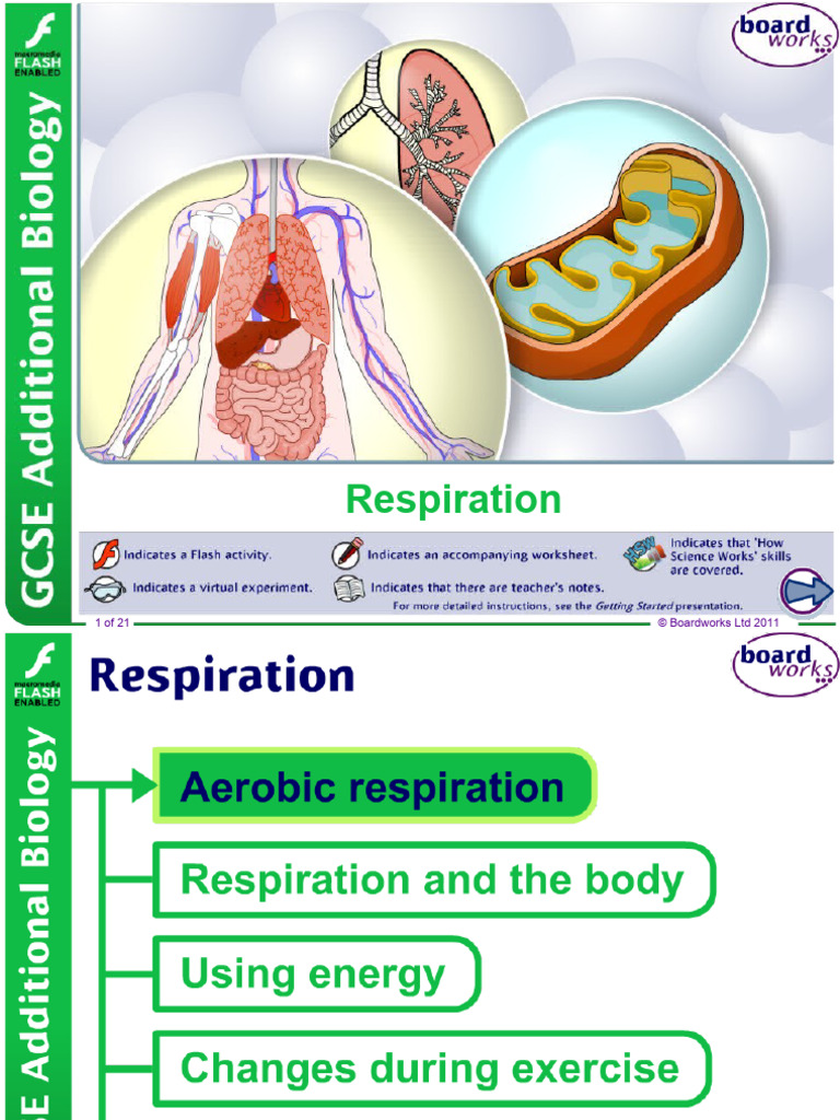 Respiration | PDF | Cellular Respiration | Heart