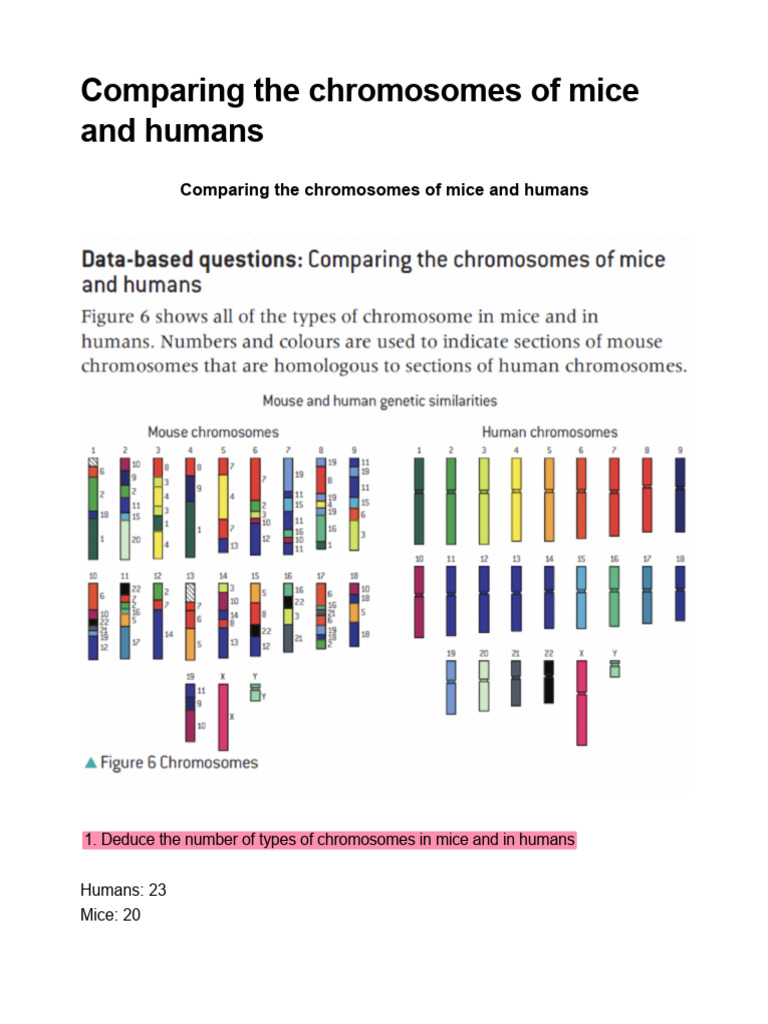 Comparing The Chromosomes of Mice and Humans | PDF