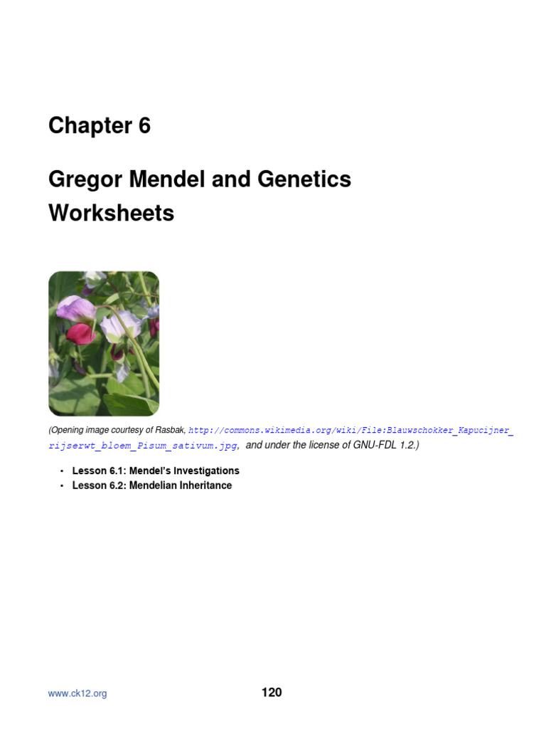 Mendel's Genetics Investigations Worksheet | PDF | Dominance (Genetics ...