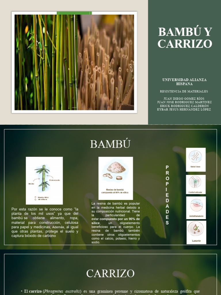 Bambú y Carrizo | PDF | Tallo de la planta | Bambú