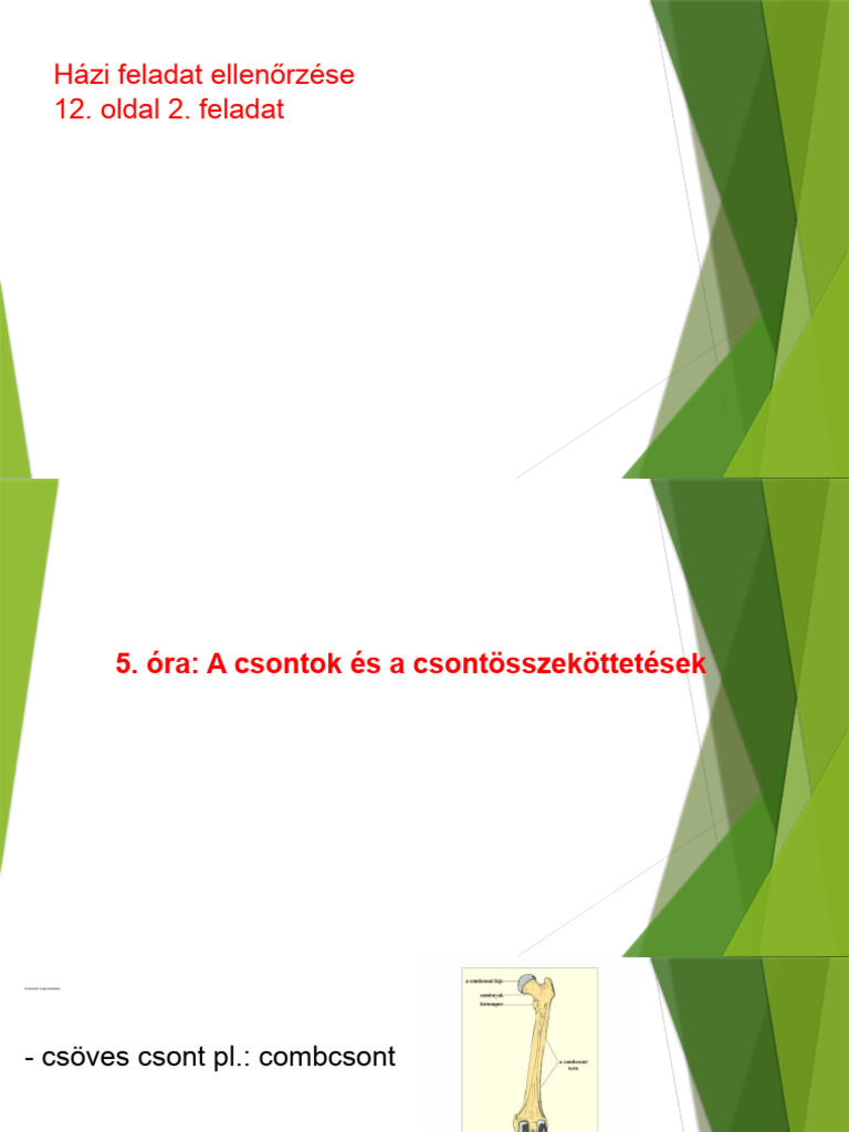 Óra - A Csontok És A Csontösszeköttetések | PDF