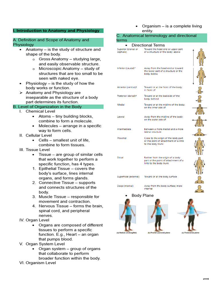 Anatomy and Physiology Transes | PDF
